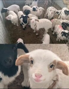 30 Wholesome “Important Animal Images” To Brighten Your Day | DeMilked