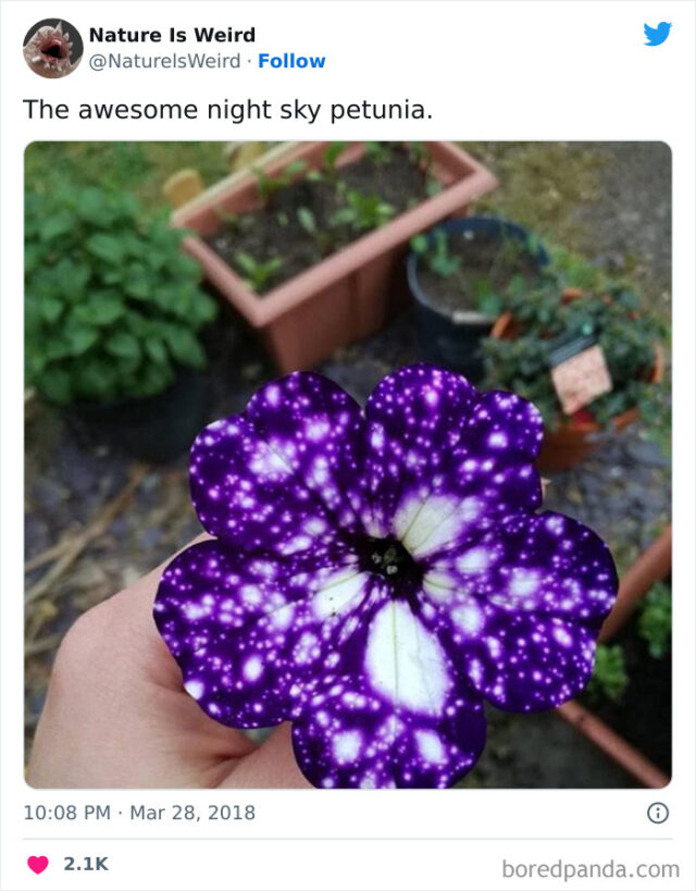 30 Strange, Creepy, And Captivating Nature Pics Shared By People Online ...