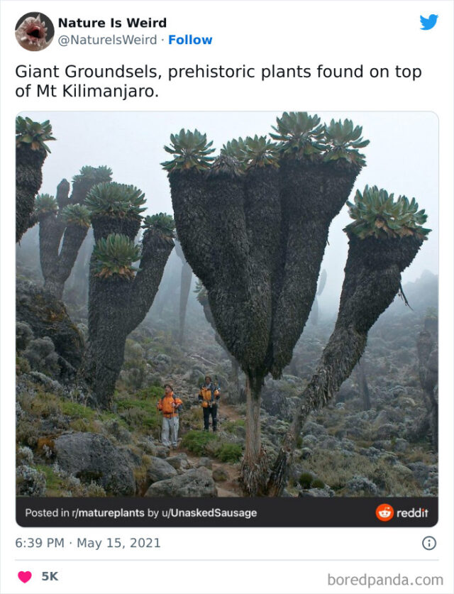 30 Strange, Creepy, And Captivating Nature Pics Shared By People Online ...