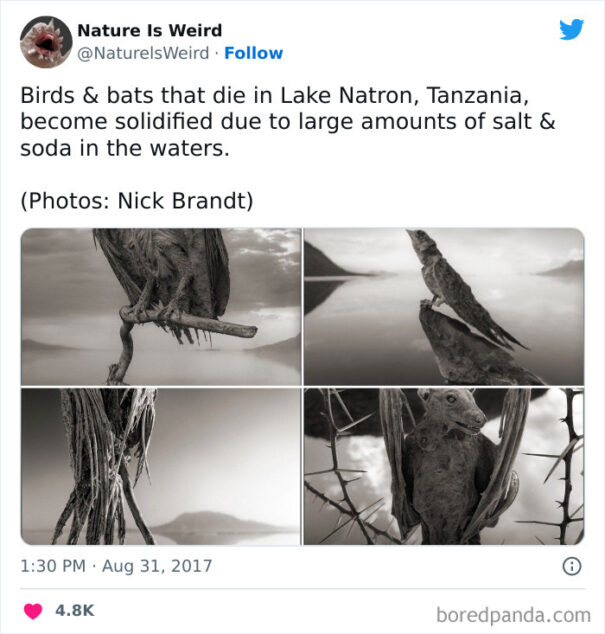 30 Strange, Creepy, And Captivating Nature Pics Shared By People Online ...