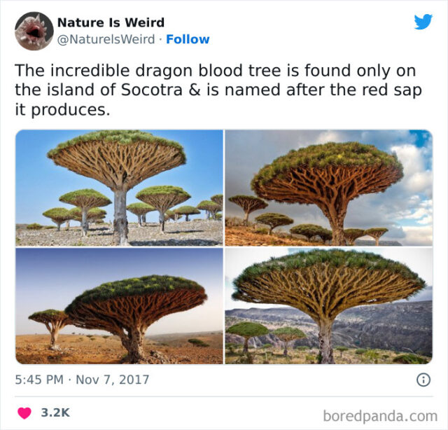 30 Strange, Creepy, And Captivating Nature Pics Shared By People Online ...