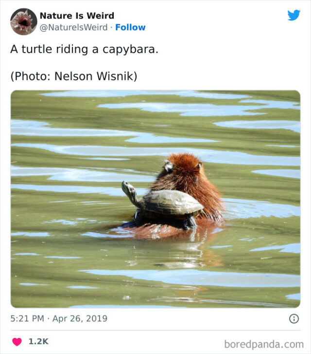 30 Strange, Creepy, And Captivating Nature Pics Shared By People Online ...