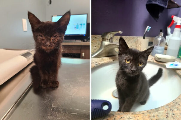 20 Heartwarming Before And After Pics Of Rescued Cats To Make You Smile ...