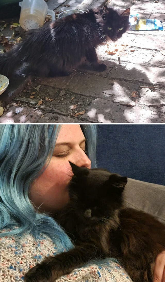 20 Heartwarming Before And After Pics Of Rescued Cats To Make You Smile ...