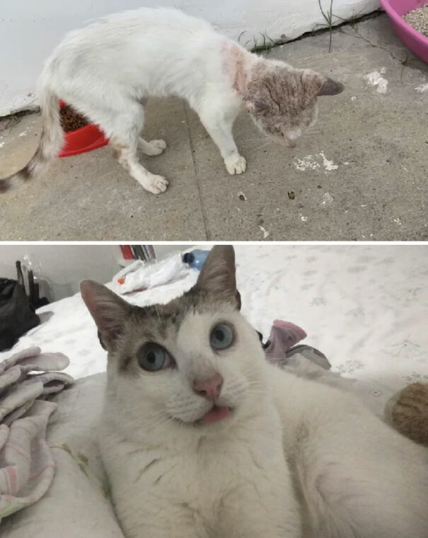20 Heartwarming Before And After Pics Of Rescued Cats To Make You Smile ...