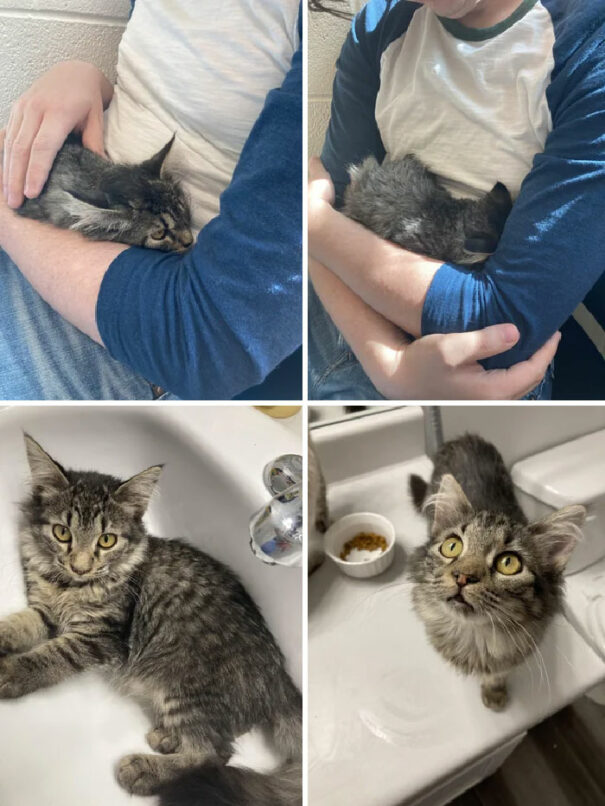 20 Heartwarming Before And After Pics Of Rescued Cats To Make You Smile ...