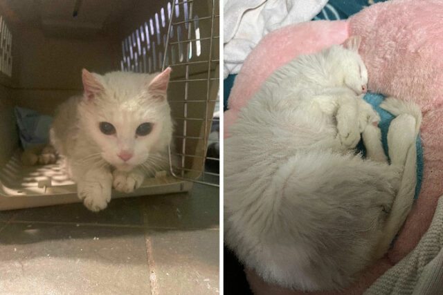 20 Heartwarming Before And After Pics Of Rescued Cats To Make You Smile ...