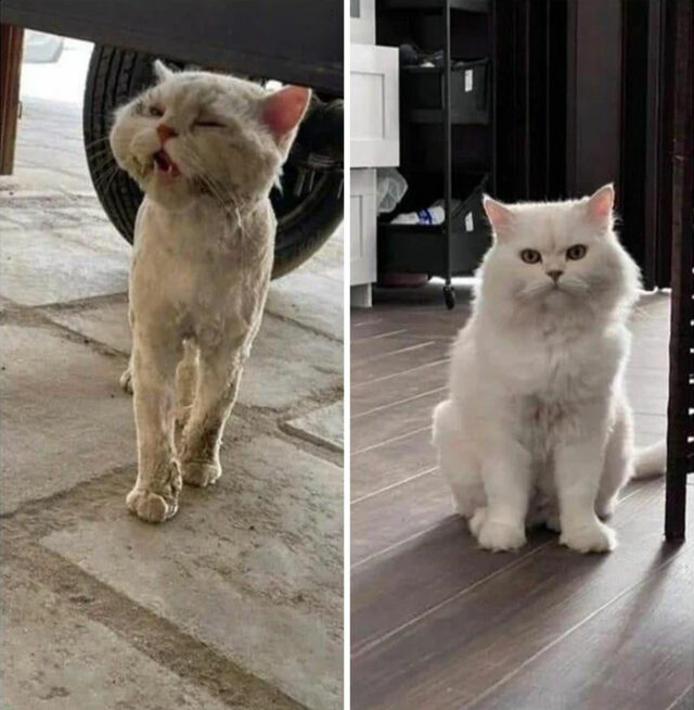 20 Heartwarming Before And After Pics Of Rescued Cats To Make You Smile ...