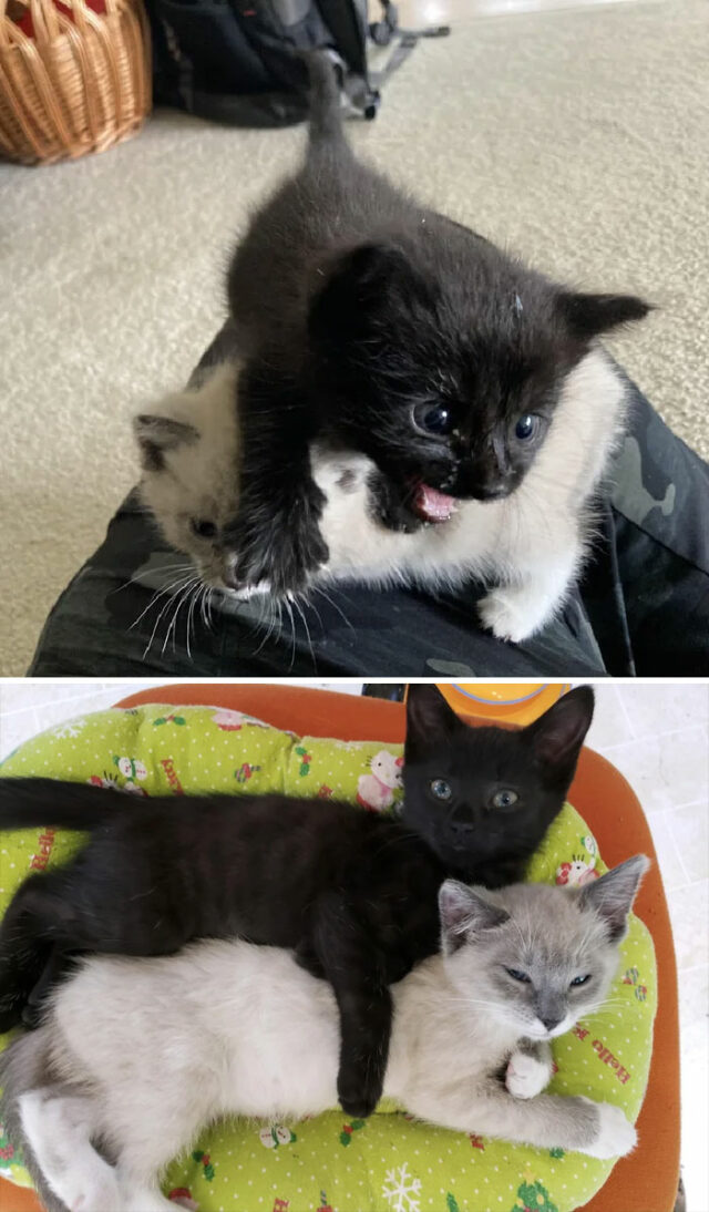 20 Heartwarming Before And After Pics Of Rescued Cats To Make You Smile ...