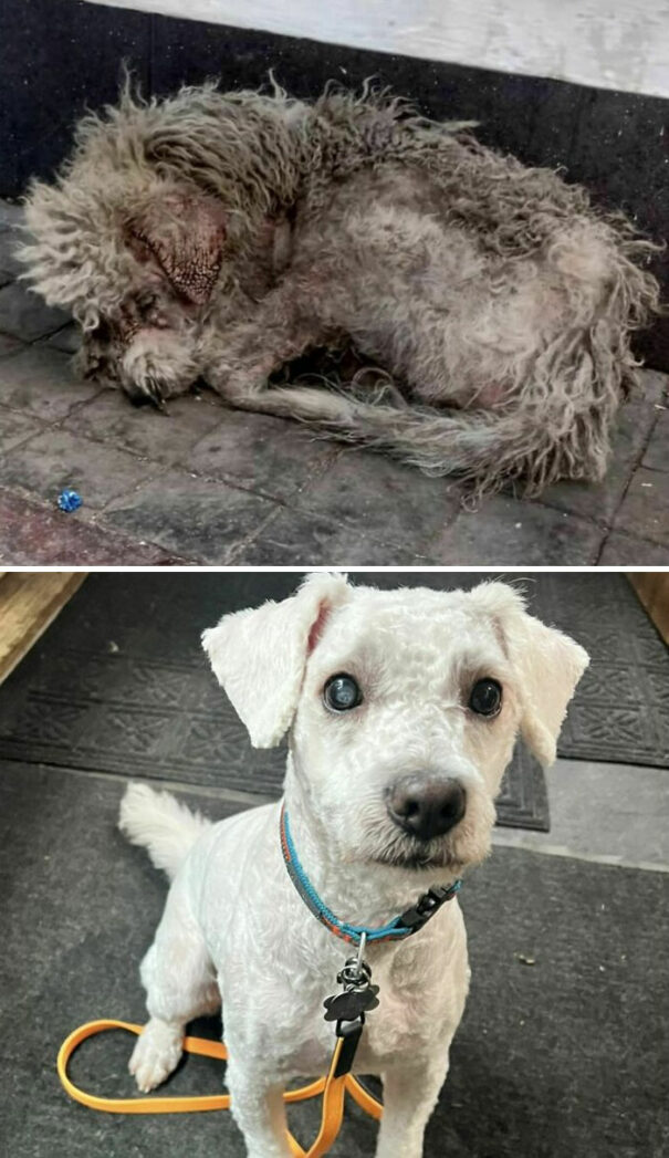 30 Pets That Found Their Fur-Ever Homes | DeMilked
