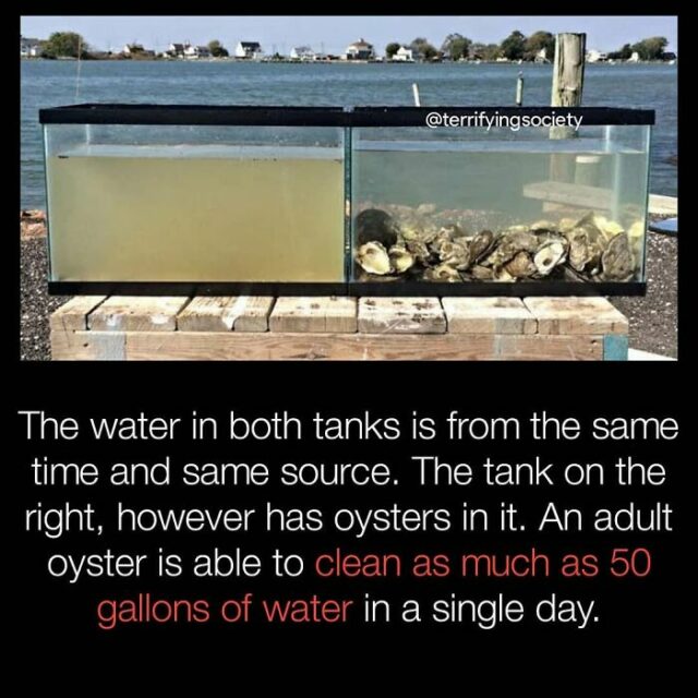 25 Truly Mind-Blowing Creepy Facts From The ‘Terrifying Society’ Insta ...