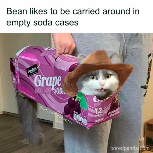 30 Times Someone Purrfectly Documented Their Chaotic Cat In An ...