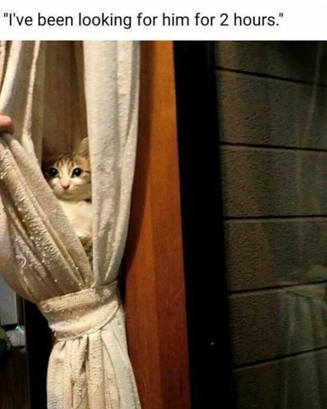 30 Times Someone Purrfectly Documented Their Chaotic Cat In An ...