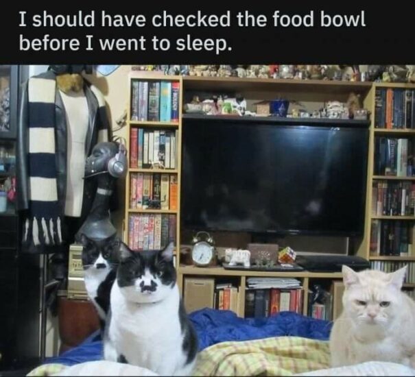 30 Times Someone Purrfectly Documented Their Chaotic Cat In An ...