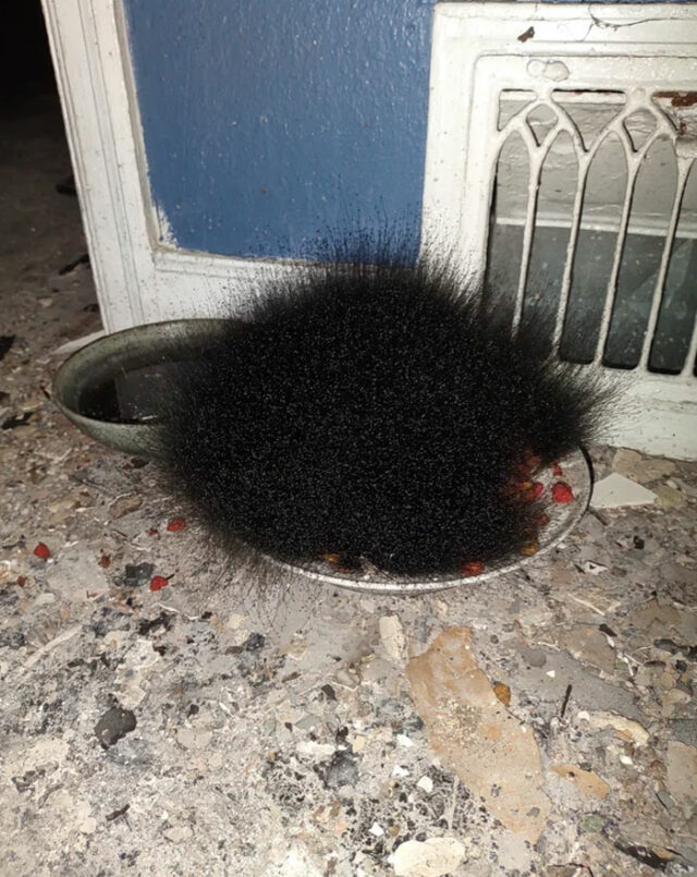 20 Disgusting Pictures That Are Oddly Fascinating, Taken From The ...