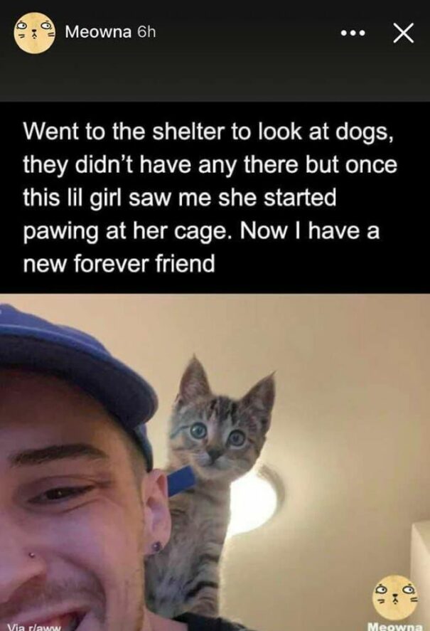 30 Cat Posts That Might Make Your Day Brighter, As Shared By This ...