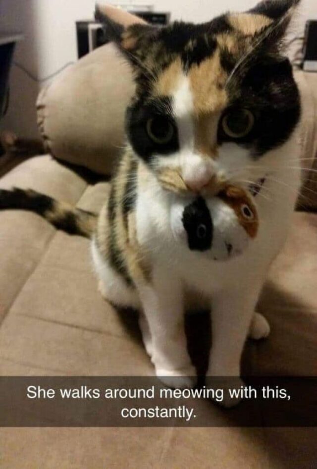 30 Cat Posts That Might Make Your Day Brighter, As Shared By This ...