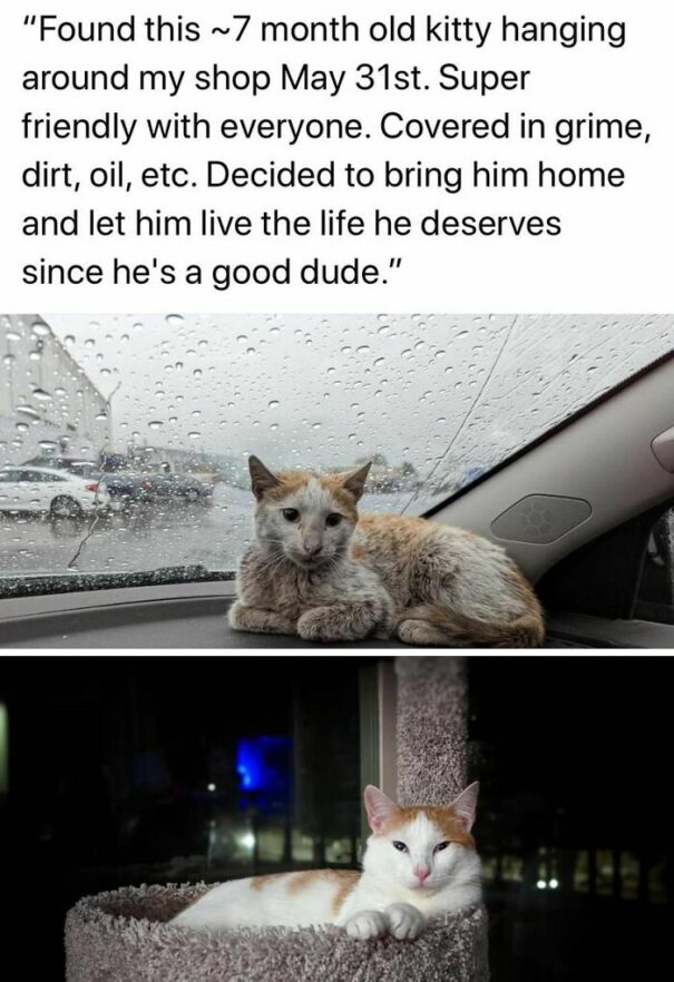 30 Cat Posts That Might Make Your Day Brighter, As Shared By This ...