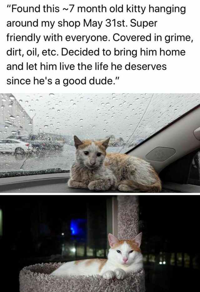 30 Cat Posts That Might Make Your Day Brighter, As Shared By This ...