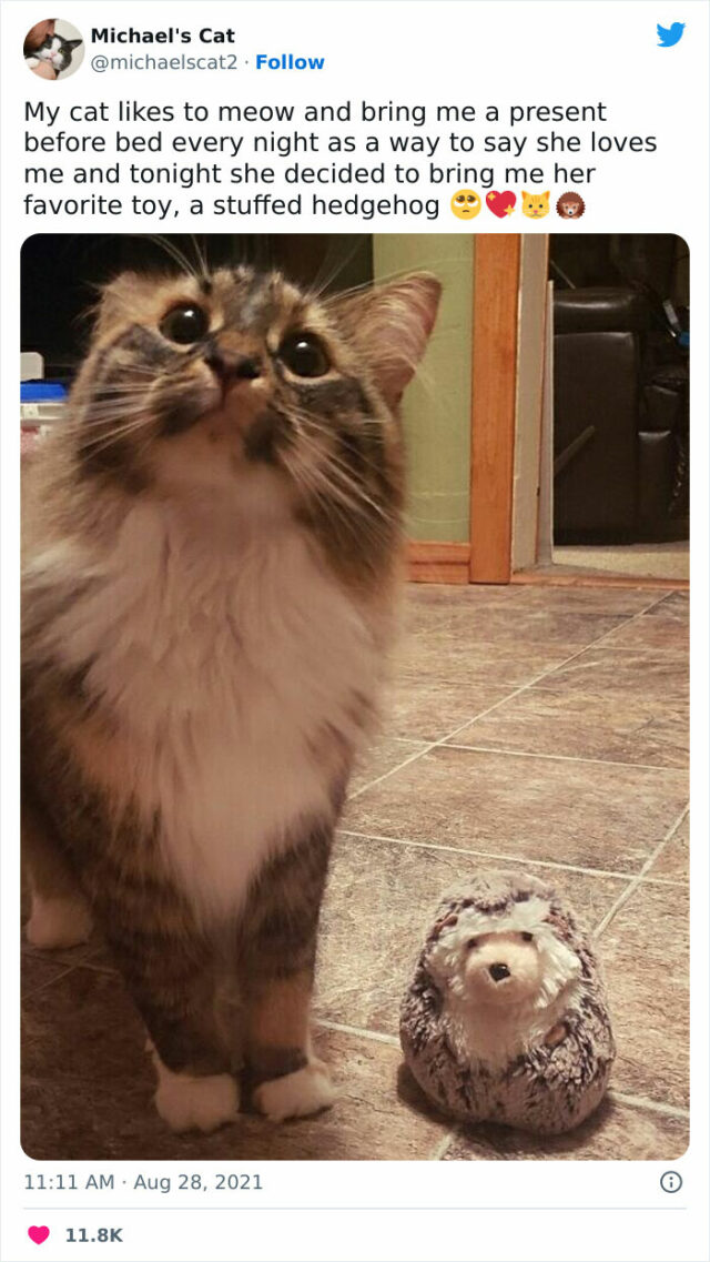 30 Cat Posts That Might Make Your Day Brighter, As Shared By This ...