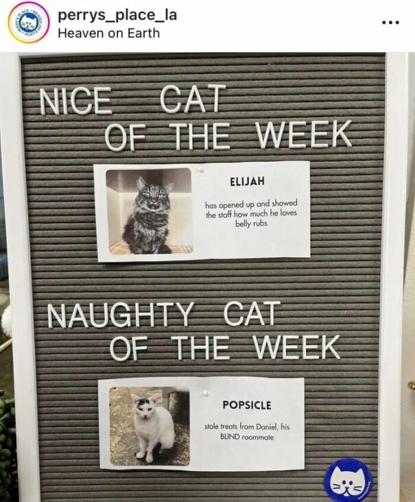 30 Cat Posts That Might Make Your Day Brighter, As Shared By This ...