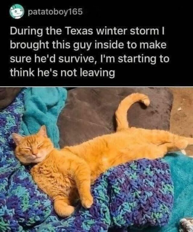 30 Cat Posts That Might Make Your Day Brighter, As Shared By This ...