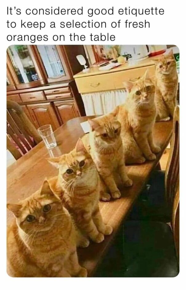 30 Cat Posts That Might Make Your Day Brighter, As Shared By This ...