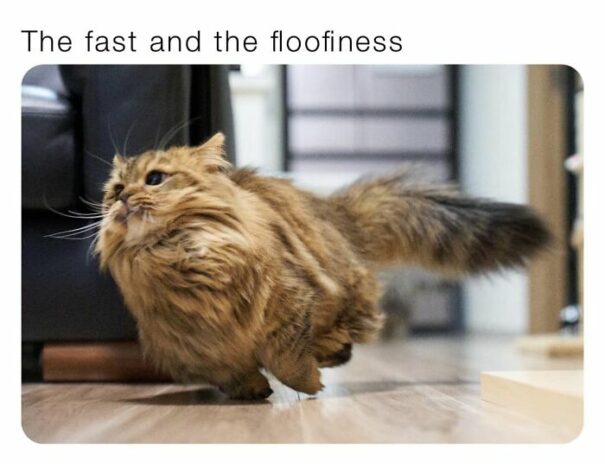 30 Cat Posts That Might Make Your Day Brighter, As Shared By This ...