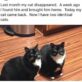 30 Cat Posts That Might Make Your Day Brighter, As Shared By This ...