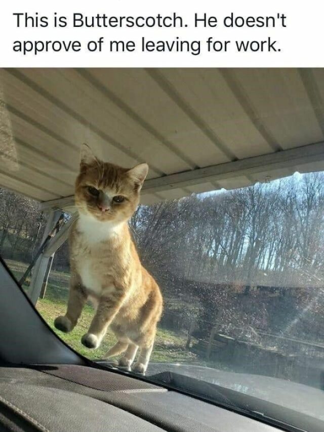 30 Cat Posts That Might Make Your Day Brighter, As Shared By This ...