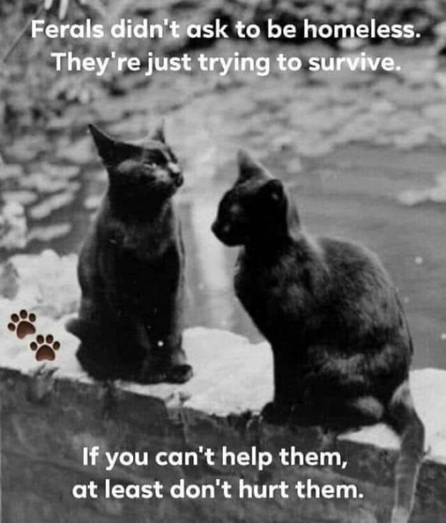 30 Cat Posts That Might Make Your Day Brighter, As Shared By This ...