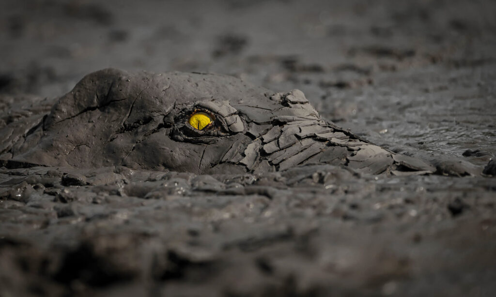 20 Winning Images From The World Nature Photography Awards 2022 | DeMilked