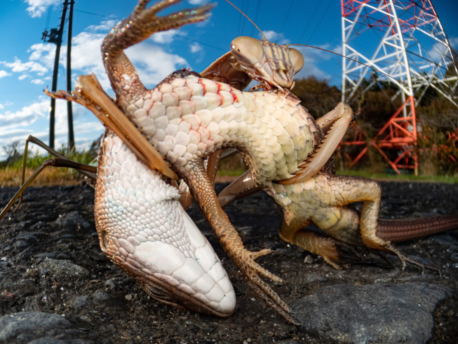 20 Winning Images From The World Nature Photography Awards 2022 | DeMilked
