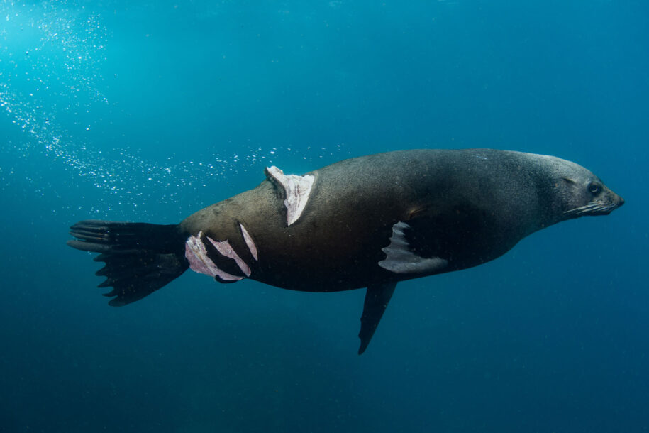 20 Winning Images From The World Nature Photography Awards 2022 | DeMilked
