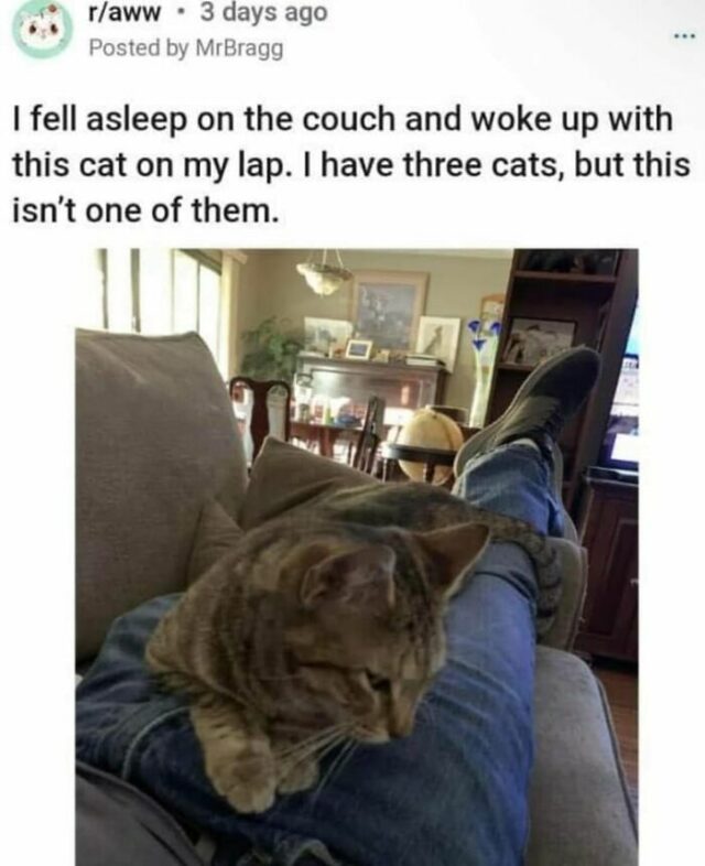 20 Wholesome Posts Of Cats Being Cute From “The Council Of Cattos” FB ...