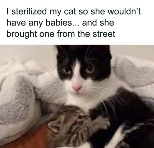 20 Wholesome Posts Of Cats Being Cute From “The Council Of Cattos” FB ...