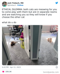 20 Wholesome Posts Of Cats Being Cute From “The Council Of Cattos” FB ...