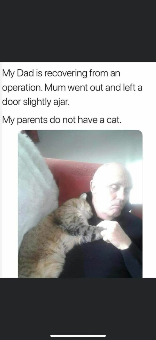 20 Wholesome Posts Of Cats Being Cute From “The Council Of Cattos” FB ...