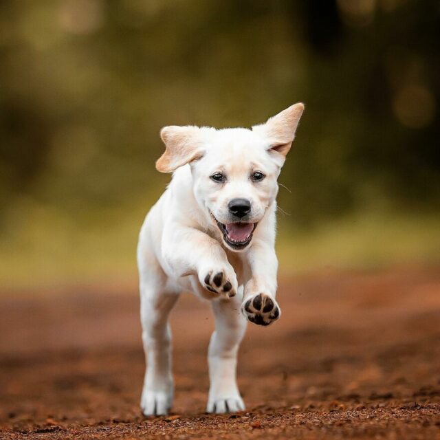These 20 Photos Show How Running Makes Dogs Unabashedly Happy | DeMilked