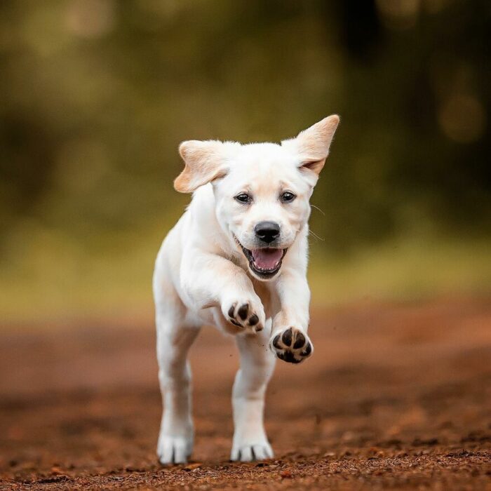 These 20 Photos Show How Running Makes Dogs Unabashedly Happy | DeMilked