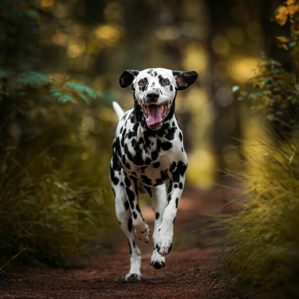 These 20 Photos Show How Running Makes Dogs Unabashedly Happy | DeMilked