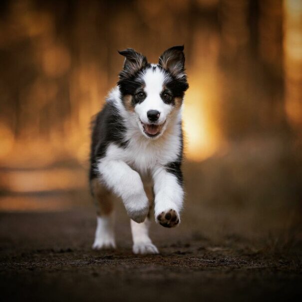 These 20 Photos Show How Running Makes Dogs Unabashedly Happy | DeMilked