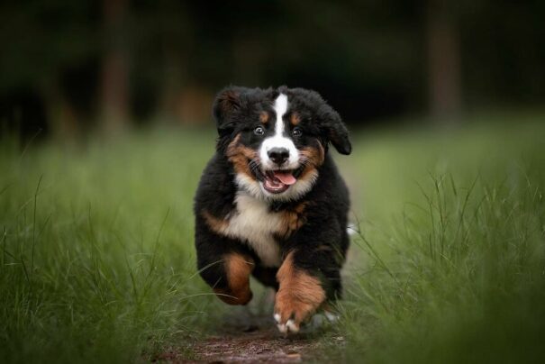 These 20 Photos Show How Running Makes Dogs Unabashedly Happy | DeMilked