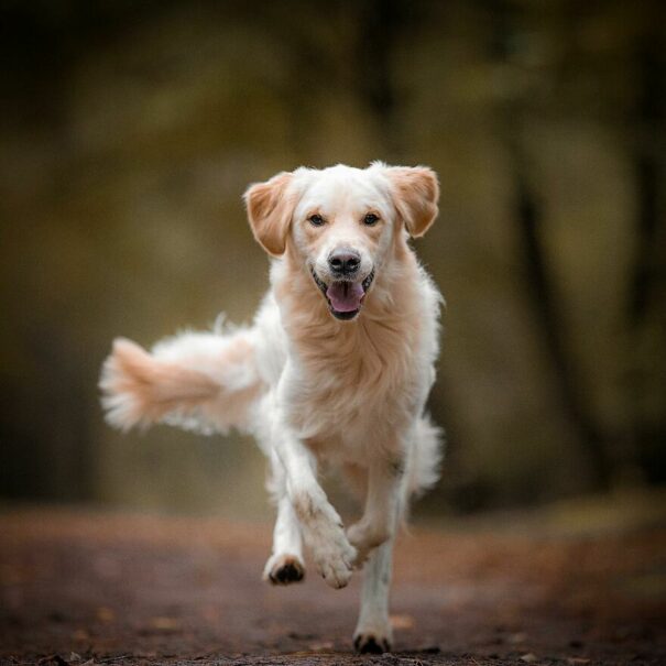 These 20 Photos Show How Running Makes Dogs Unabashedly Happy | DeMilked