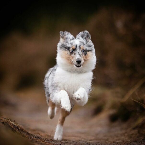 These 20 Photos Show How Running Makes Dogs Unabashedly Happy | DeMilked