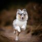 These 20 Photos Show How Running Makes Dogs Unabashedly Happy | DeMilked