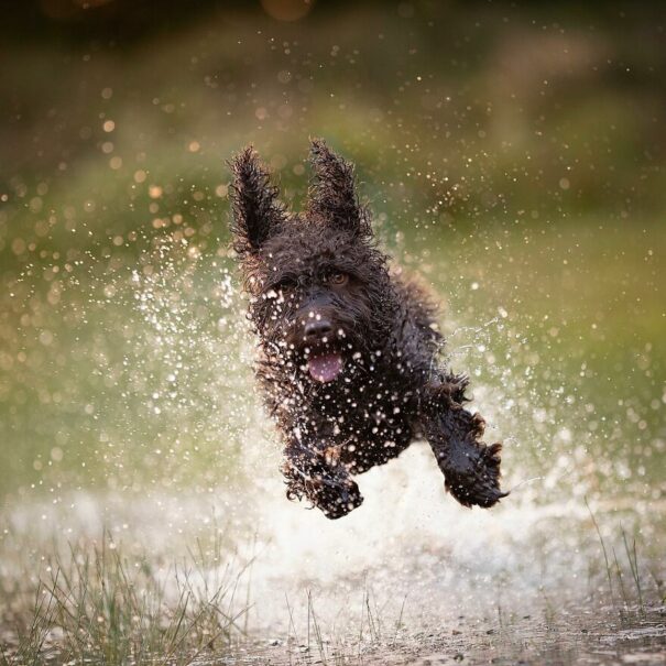 These 20 Photos Show How Running Makes Dogs Unabashedly Happy | DeMilked