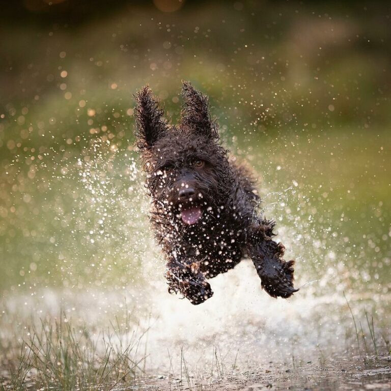 These 20 Photos Show How Running Makes Dogs Unabashedly Happy | DeMilked
