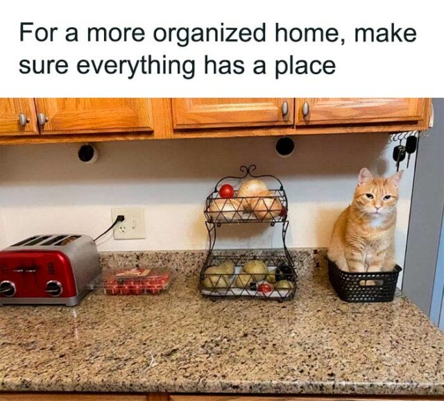 20 Hilarious Animal Memes, As Shared On This Facebook Page | DeMilked