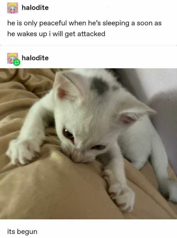 20 Hilarious Animal Memes, As Shared On This Facebook Page | DeMilked